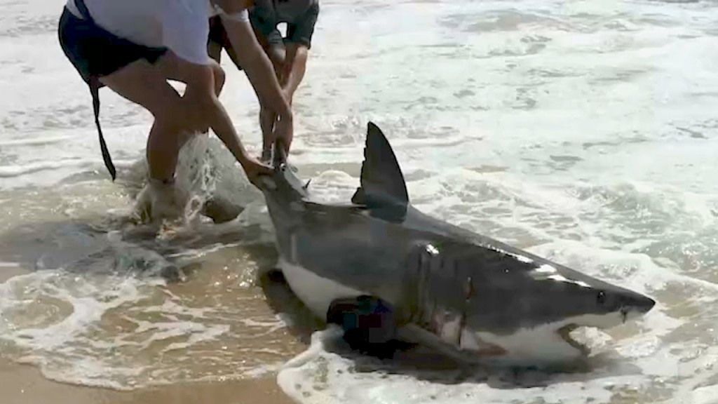 Great white shark rescued on Lookout beach in Plett | PlettTube